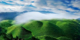 Gui Tea Matcha
